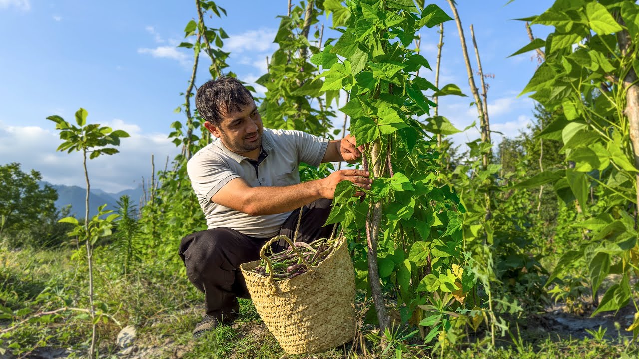 A Day in My Village Life / Harvesting Vegetables & Outdoor Cooking ...