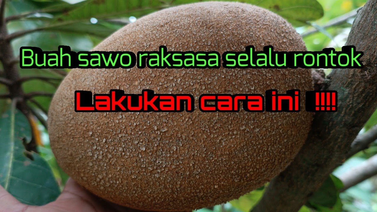 Cara agar bunga mameysapote atau sawo raksasa menjadi buah #saworaksasa ...