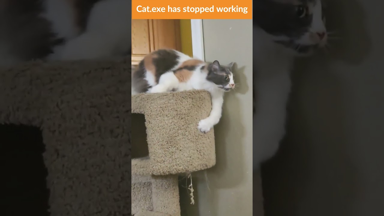 Overview of Cat Breeds from All Over the World and Their Features