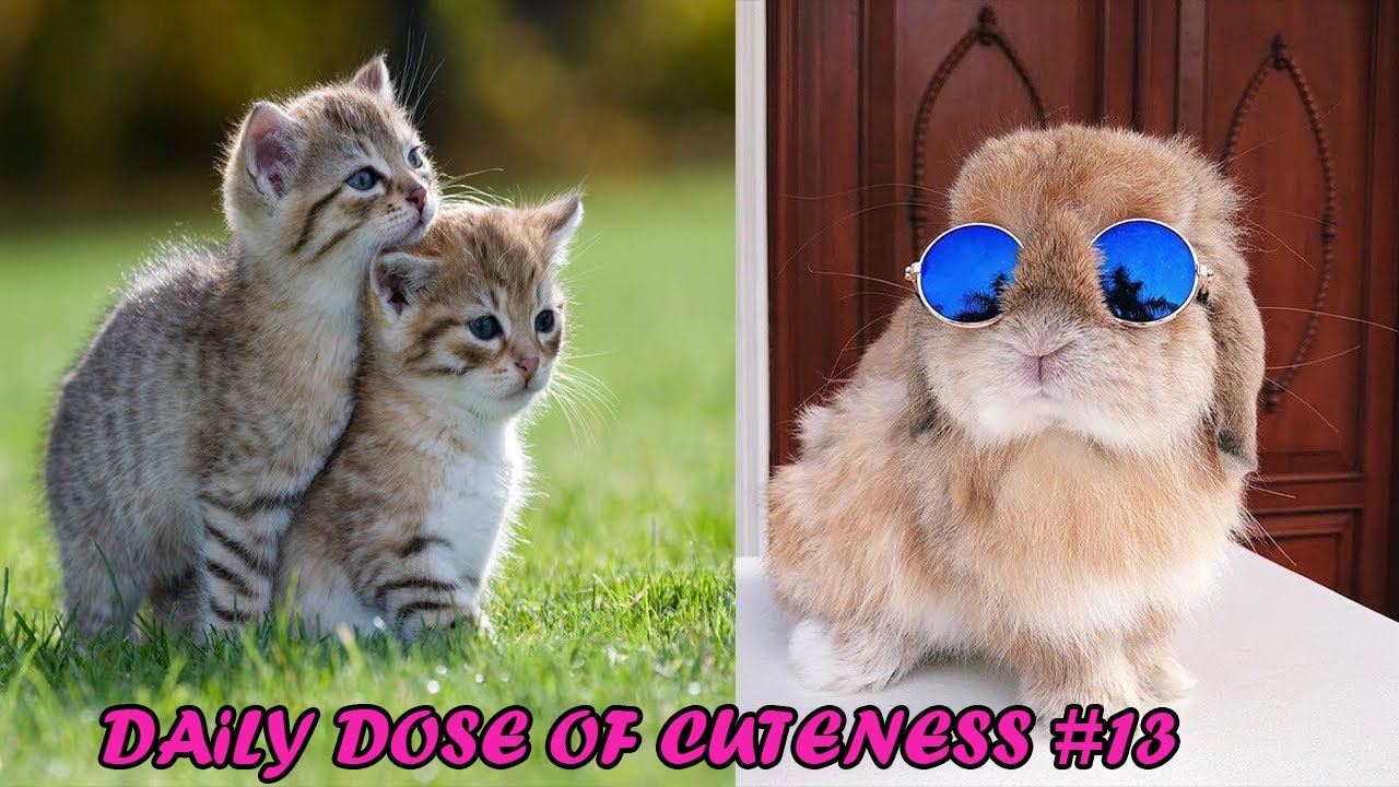 DAILY DOSE OF CUTENESS #13 - YouTube