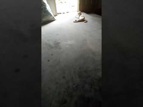 Jail , pertarungan sengit Si Kecil  vs Dewasa !!!!