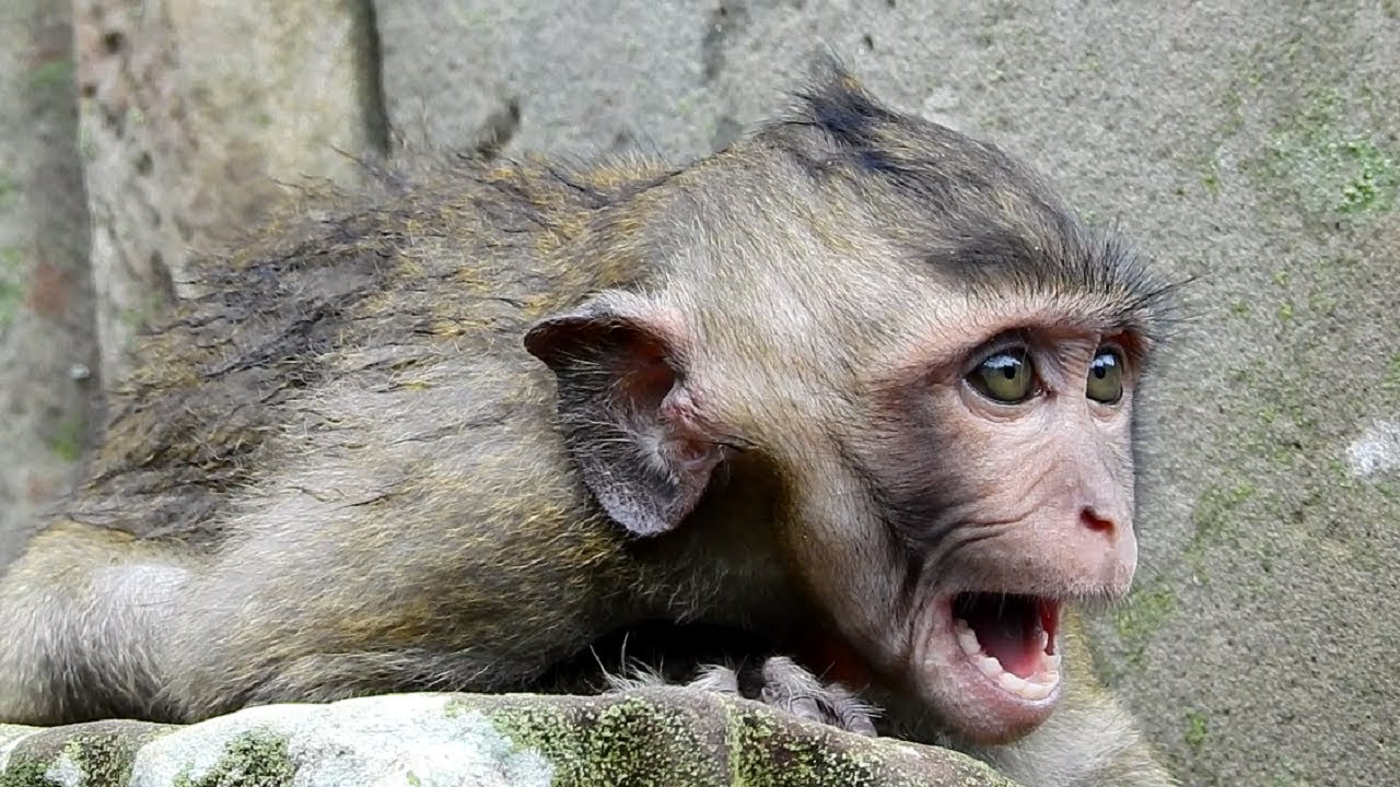 Upset! Big Monkey Scream Loudly Cos Can't Climb Up Pillar ST1277 Mono ...