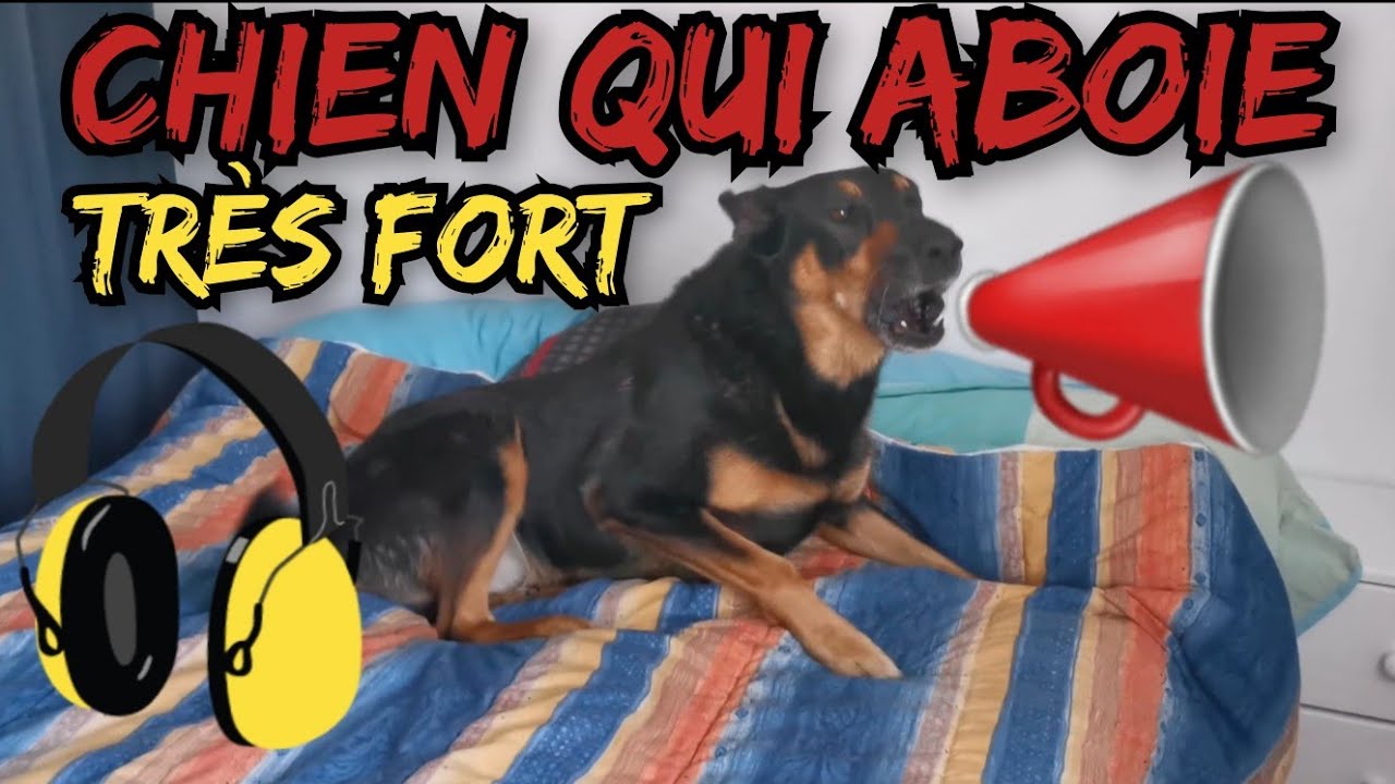 CHIEN MÉCHANT QUI ABOIE TRÈS FORT !!! bouchez vos oreilles !!! - YouTube