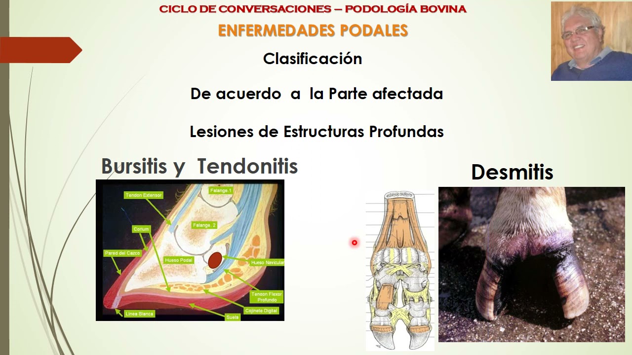 Cojeras y Enfermedades Podales en Bovinos Parte 5: Clasificación - YouTube