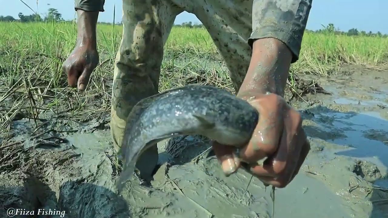 Best Hand Fishing! Unbelievable Unique A Fisherman a lot of catch ...