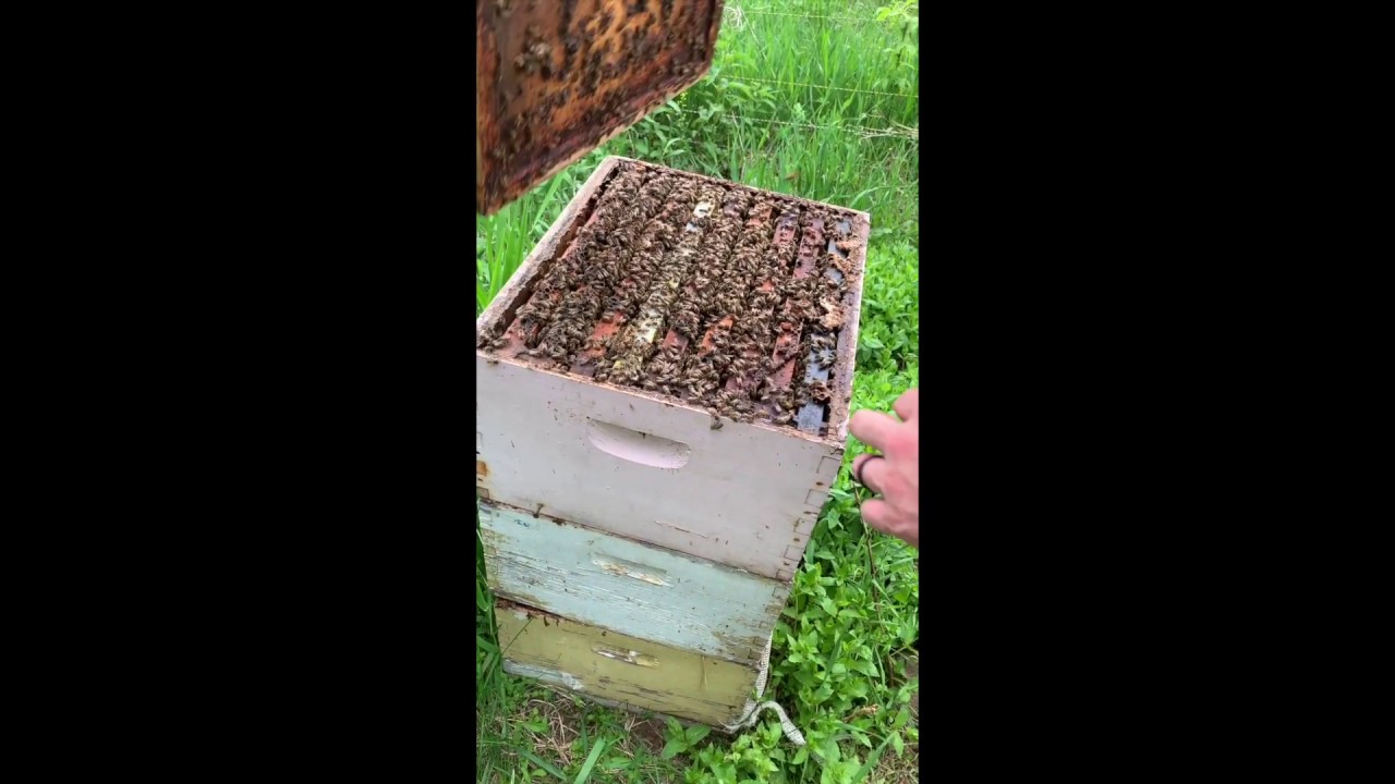 Making a weak hive into a powerhouse hive - YouTube