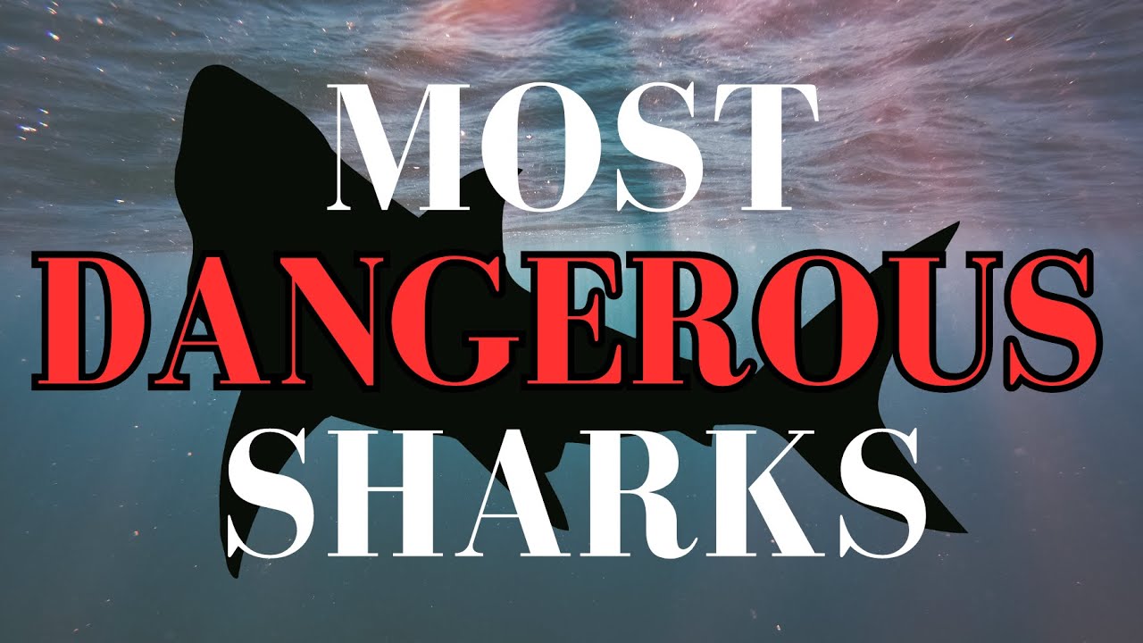 The Ocean's Most Aggressive and Dangerous Sharks - YouTube
