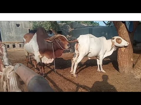 Cow meeting video - YouTube