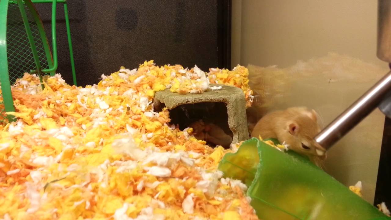 White and Brown Gerbil at Petsmart - YouTube