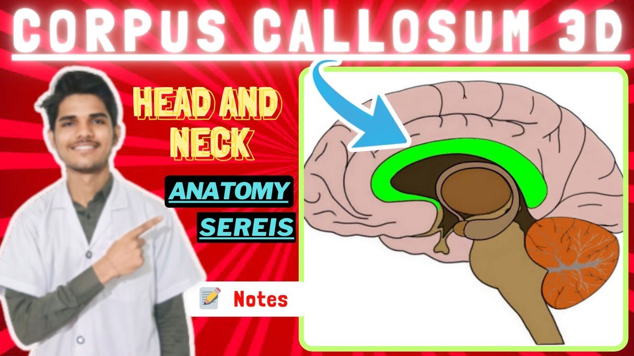 Corpus Callosum Anatomy 3D | Head and Neck anatomy - YouTube