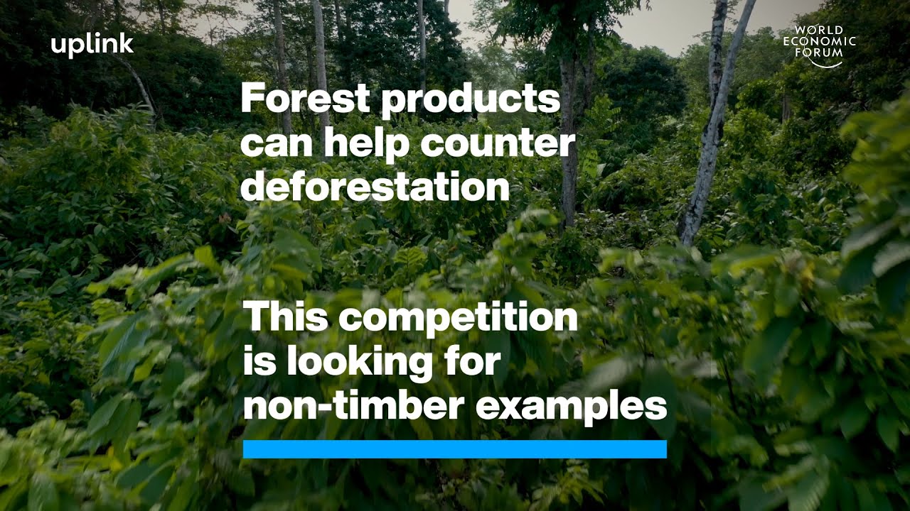 Forest products can help counter deforestation. This competition is ...