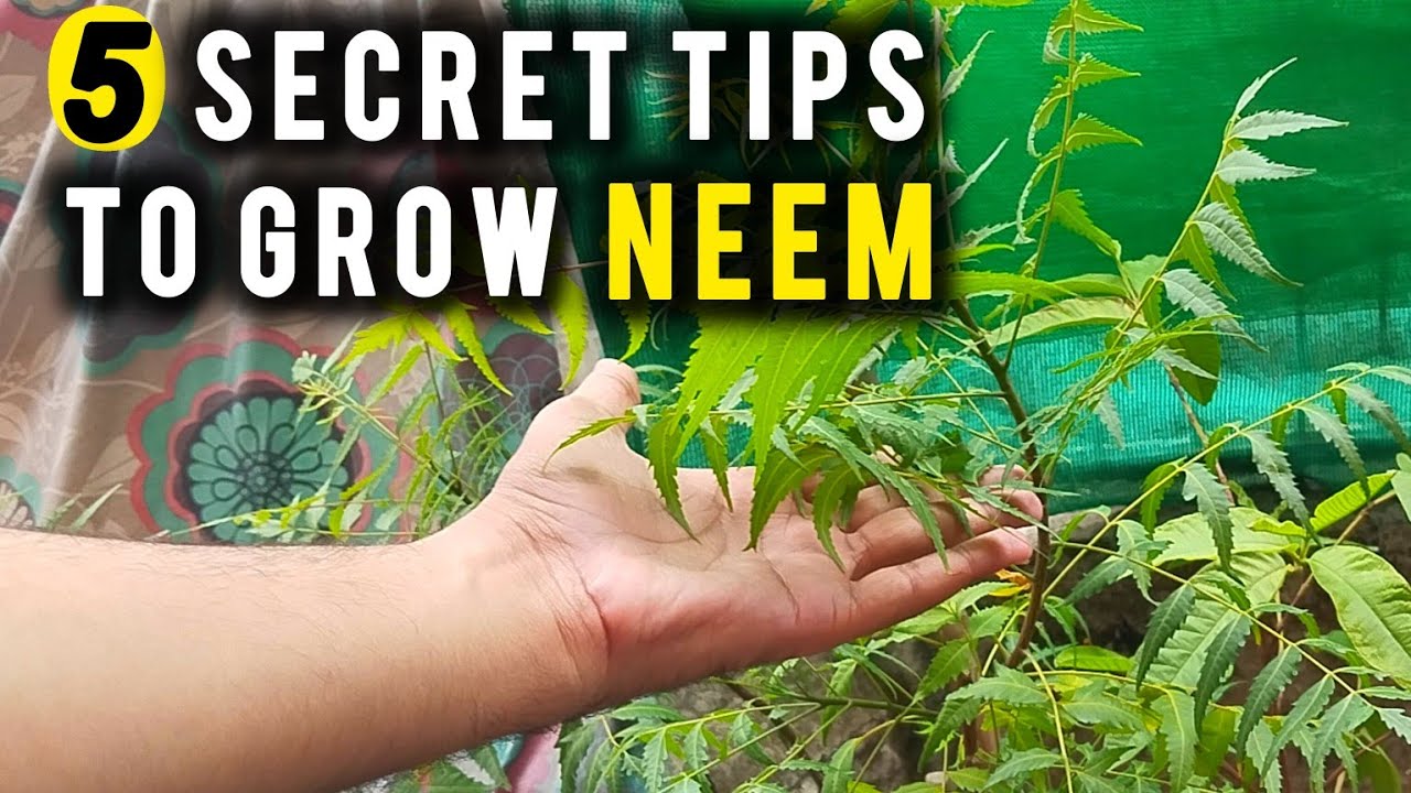 Growing NEEM Tree | EVERYTHING You Need To Know - YouTube