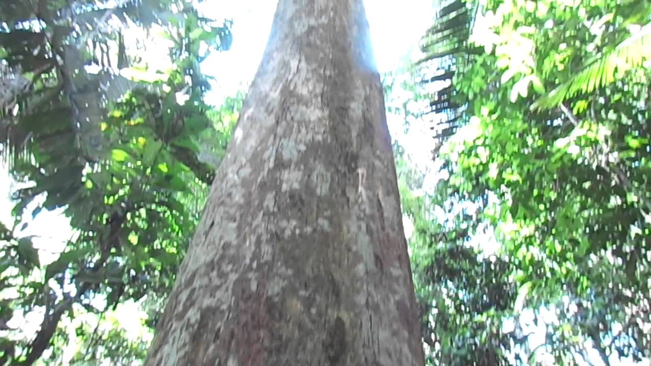 Árvore de Caixeta - YouTube