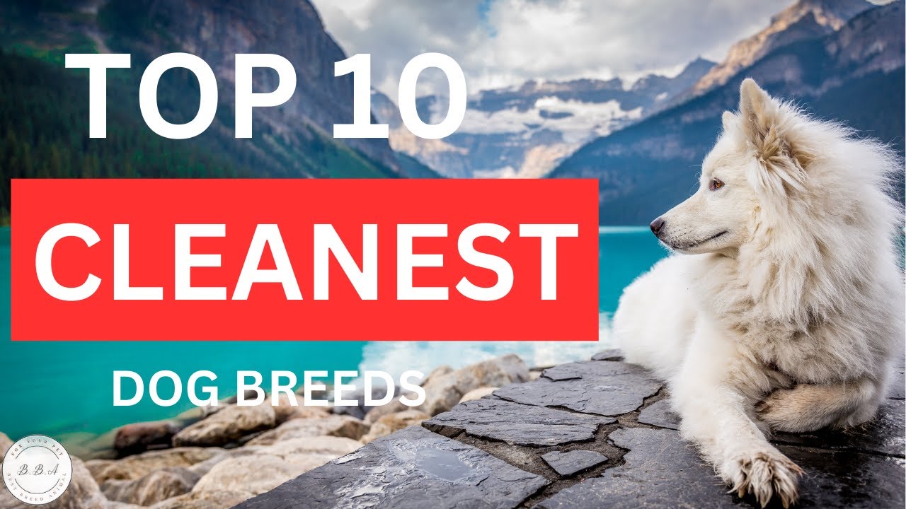 the top 10 cleanest dog breeds that are perfect for neat freaks - YouTube