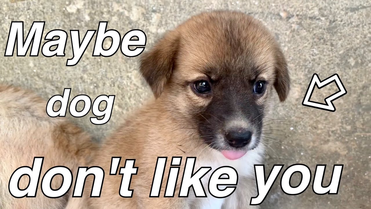 Behaviors that your dog may dislike about you. - YouTube