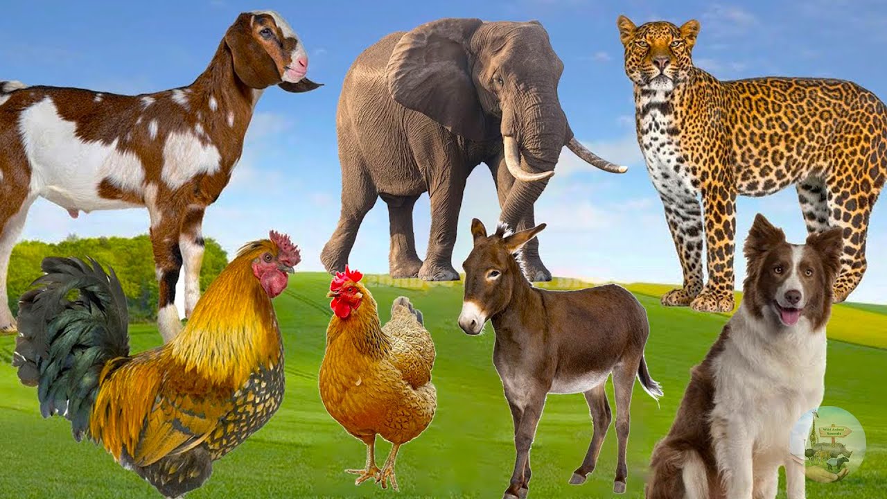 The Live Of Animals Around Us: Elephant, Goat, Dog, Chicken Leopard And ...