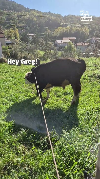 Clumsy Cow Flips Over Goat On Camera - YouTube