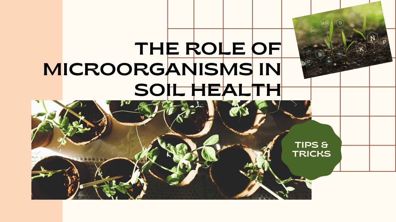 THE ROLE OF MICROORGANISMS IN SOIL HEALTH - YouTube