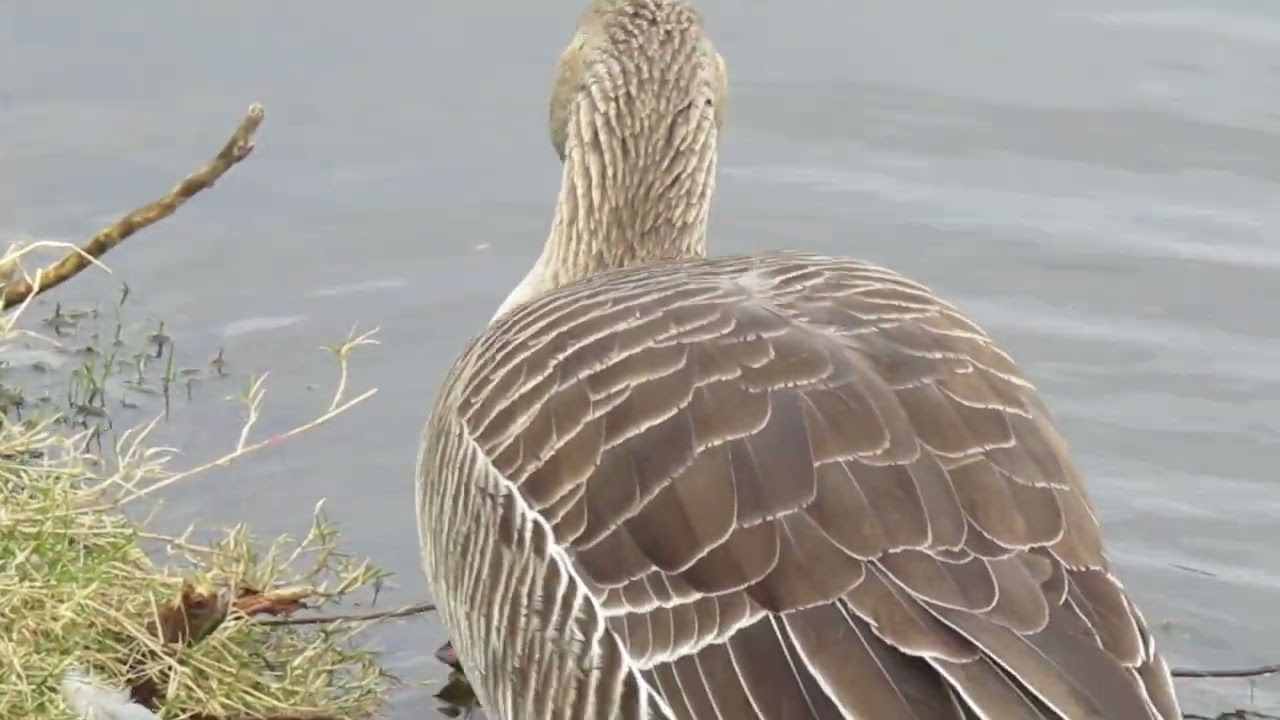 Doris having a waddle in the water - YouTube