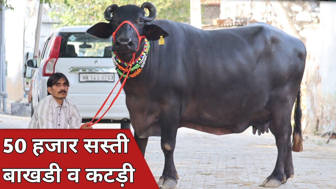 50 हजार सस्ती बाखड़ी भैंस और कटड़ी, एक ही जगह बिक्री के लिए उपलब्ध ...