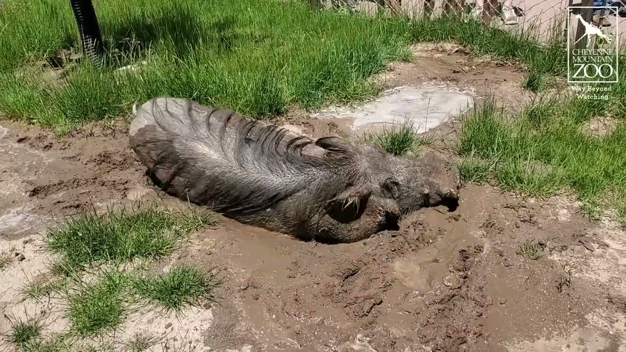 Animal Wallows for International Mud Day - YouTube