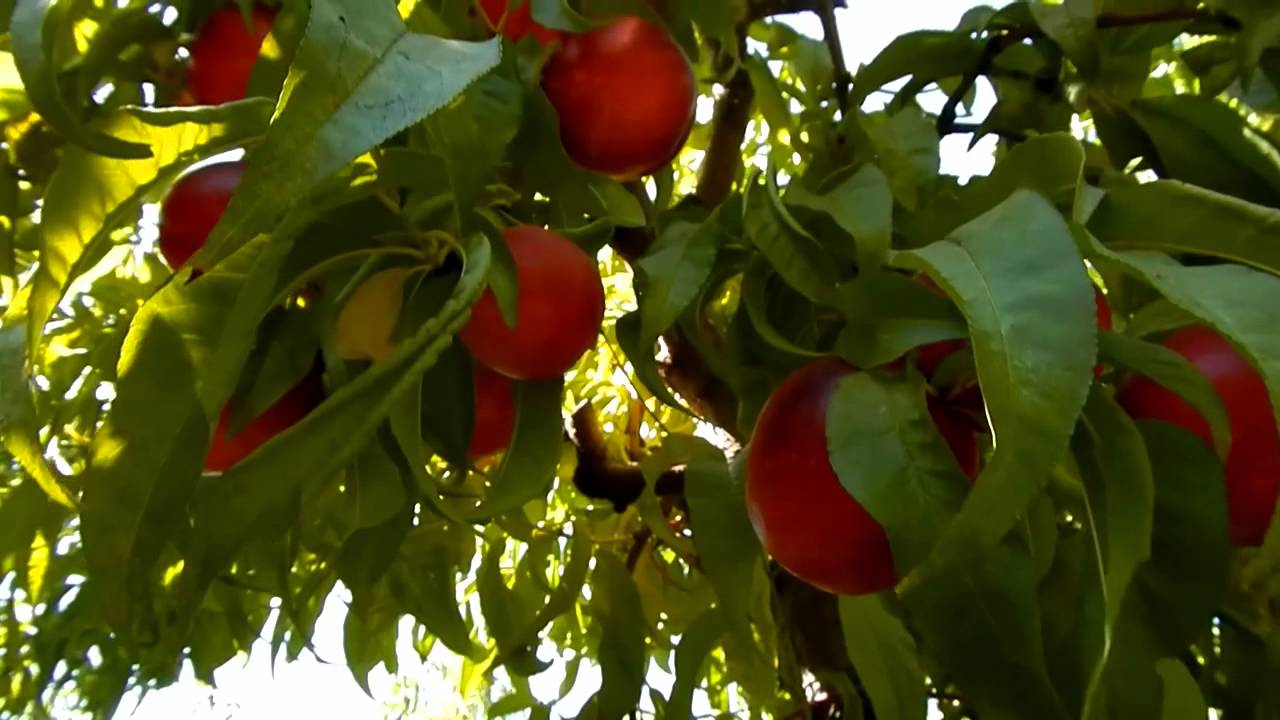 August Fire Yellow Nectarines - YouTube