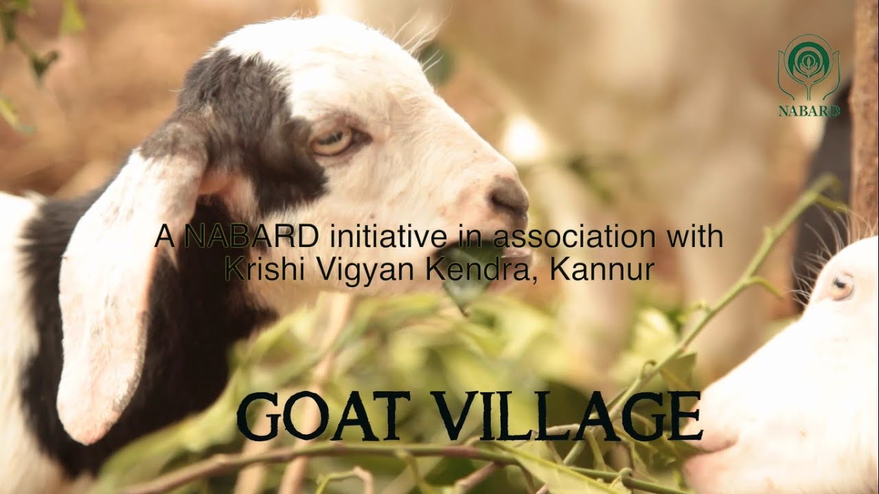 Goat Village - YouTube