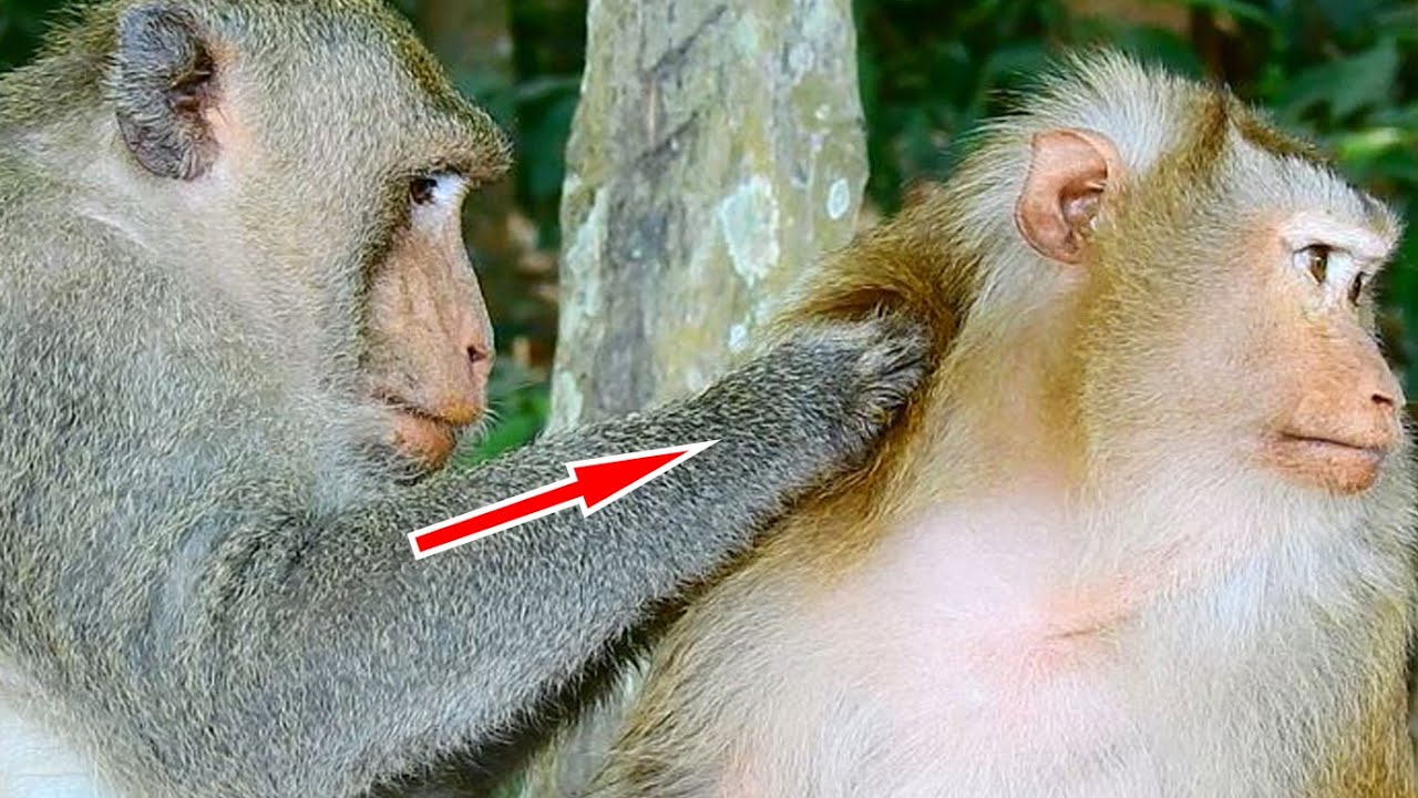 Sweet !! Big Pigtail Lady Monkey Got Warmest Grooming From King Samsoun ...