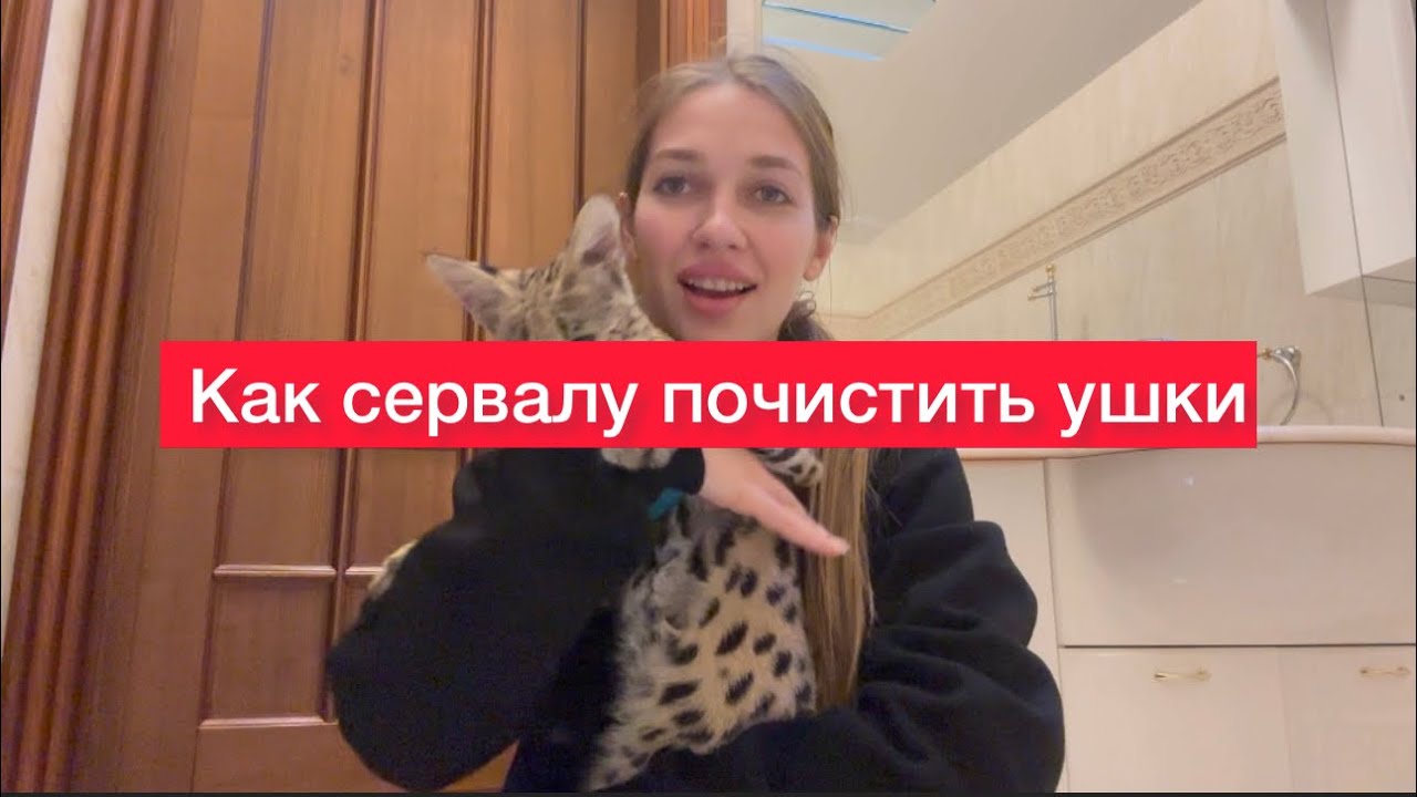 Как сервалу почистить уши Как коту почистить уши Youtube