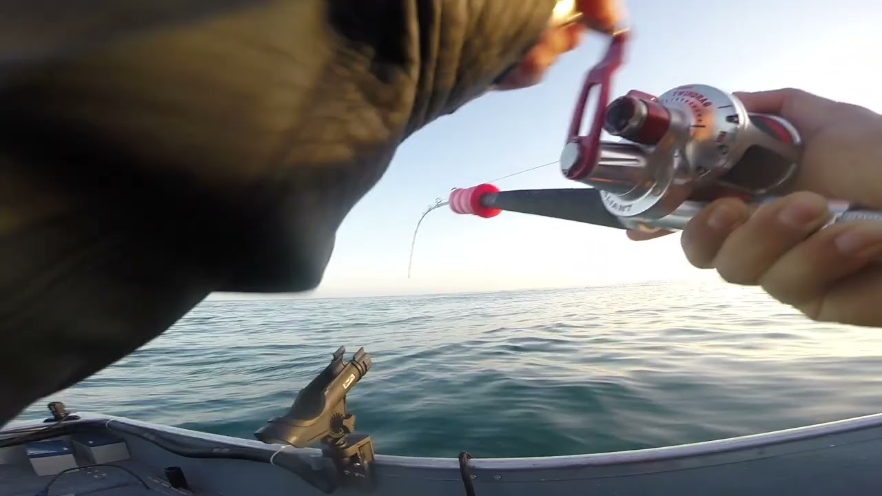 Caught a 20lb Lingcod at Monterey Bay Fishing for Monster Lingcod # ...