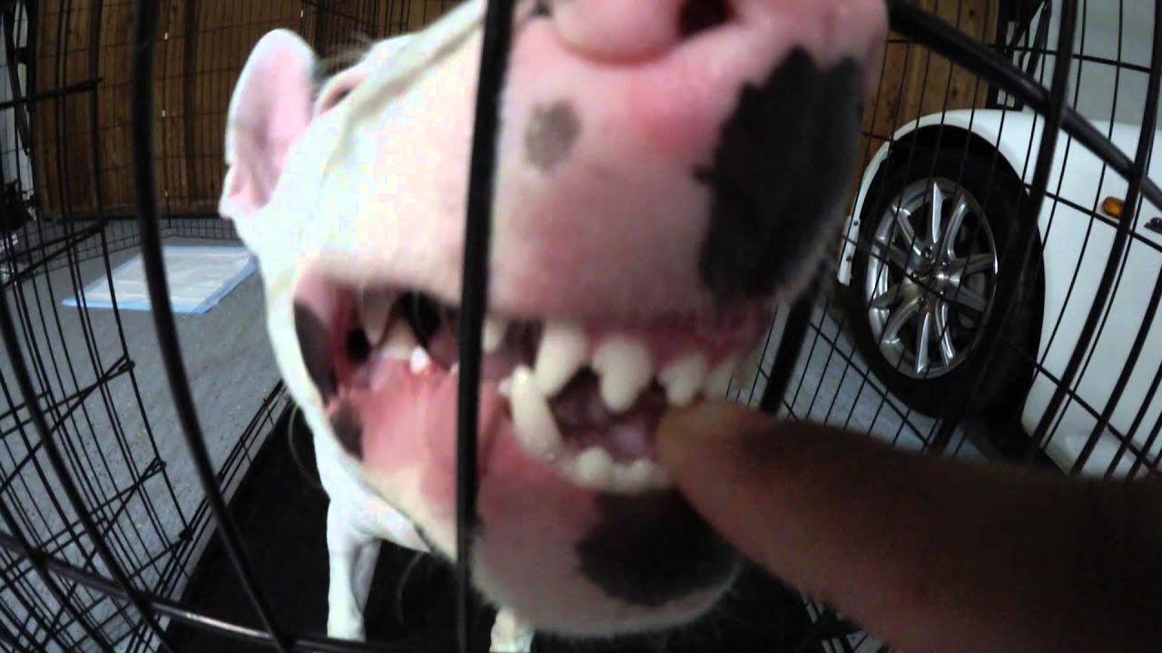 Vicious Bull terrier attack - YouTube