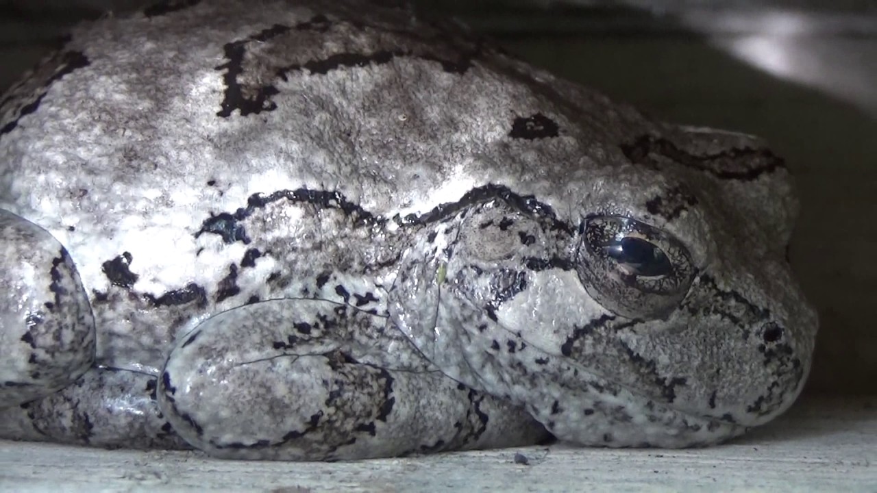 Guard Frog - YouTube