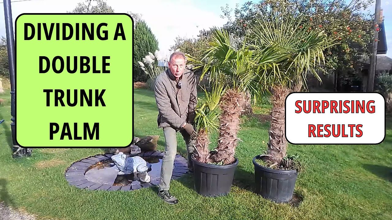 Dividing a DOUBLE TRUNK Palm Tree (surprising results) - YouTube