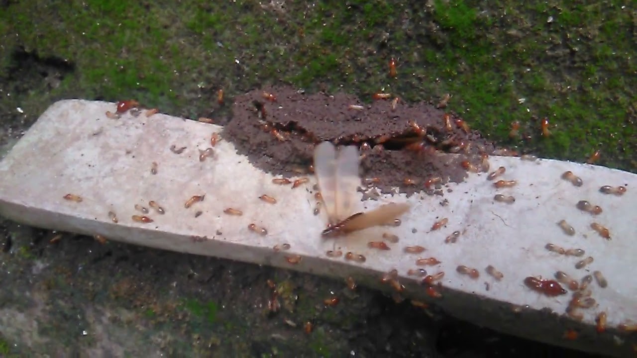 Laron si Rayap Terbang - YouTube