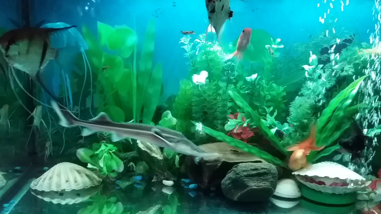 Acuario comunitario, peces tropicales - YouTube