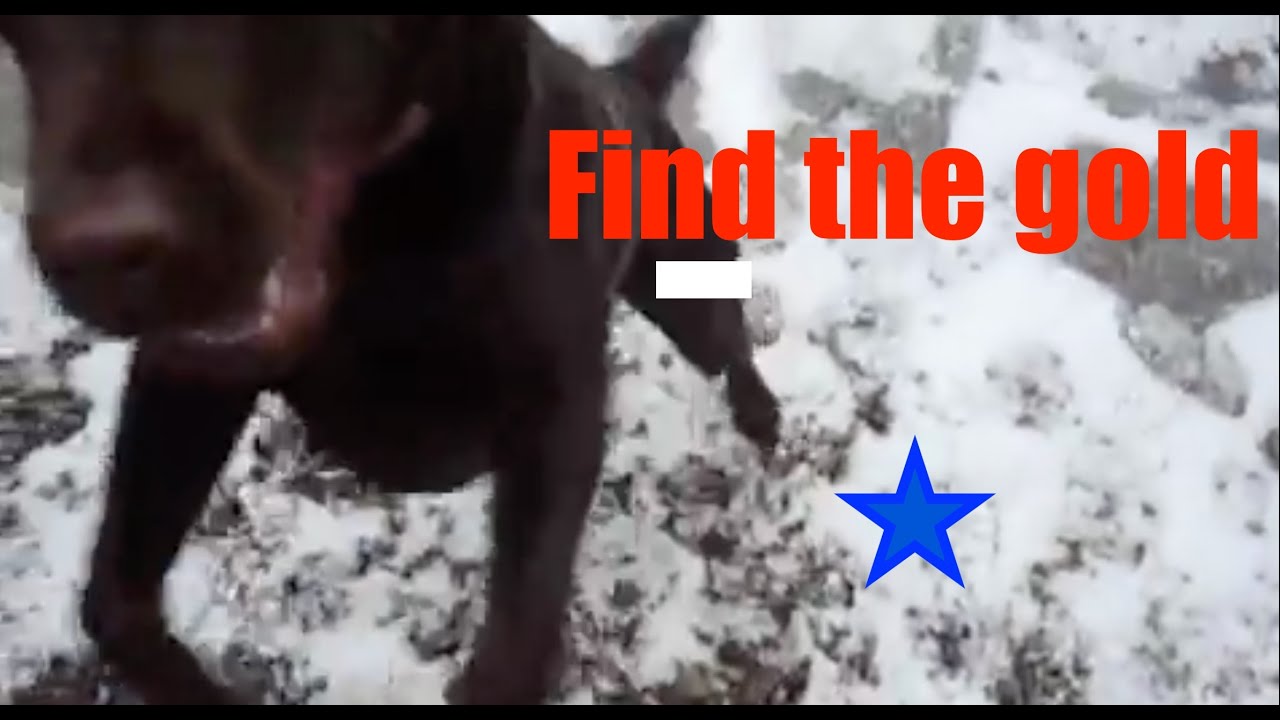 Can You Teach A Dog To Find Gold