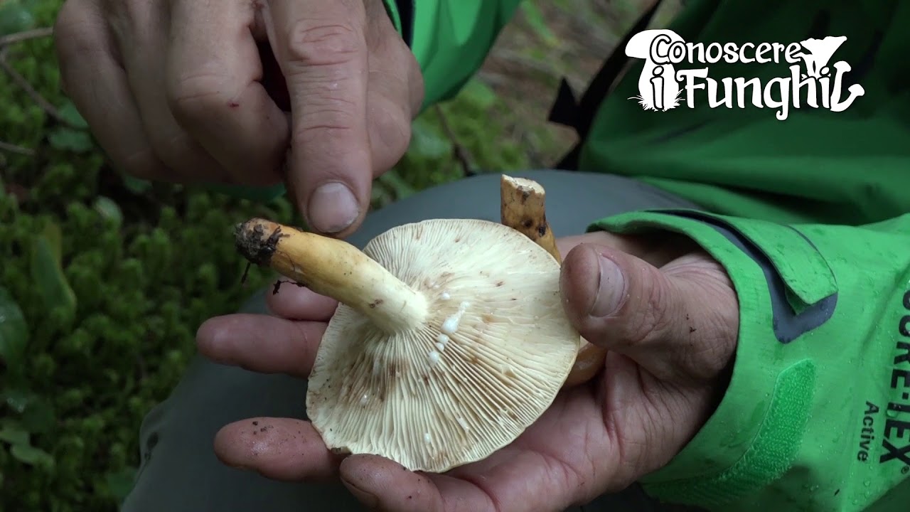 Conoscere i Funghi - Lactarius volemus - YouTube