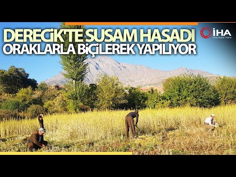Hakkari'de Susam Hasadı Başladı