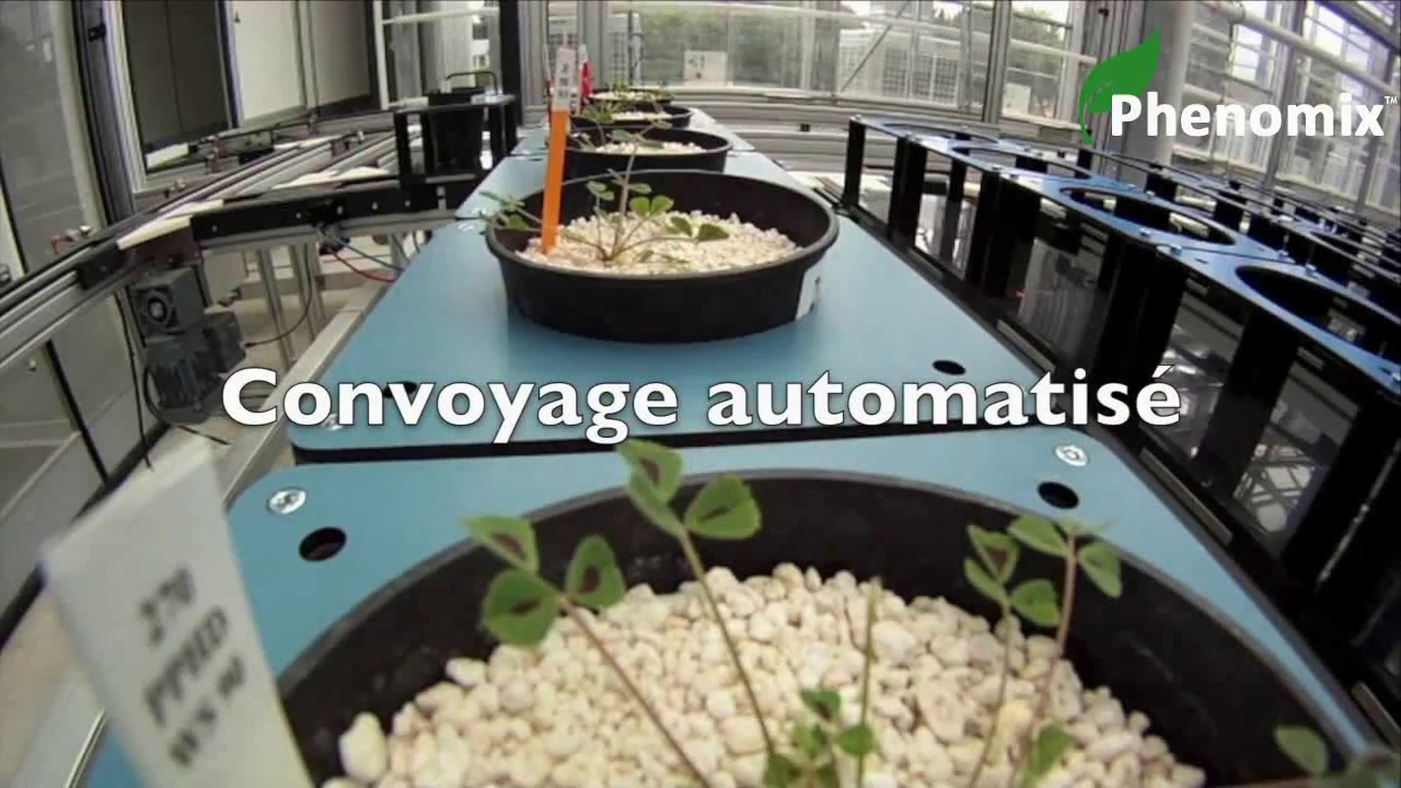 Phenomix High throughput plant phenotyping & Root phenotyping - YouTube