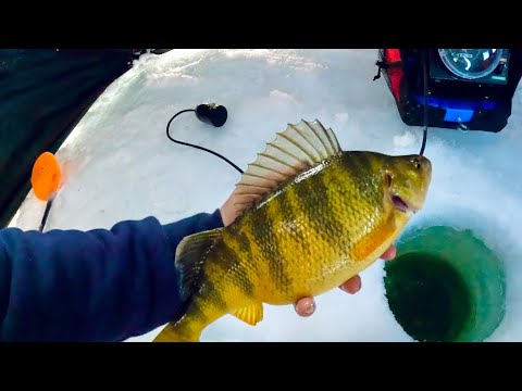 Ice Fishing for GIANT Idaho Jumbo Perch!! (Broke my PB Twice) - YouTube