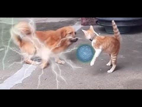 Who Wins? || Away Aso at Pusa || Dog and Cat Fight! || Epic battle ...