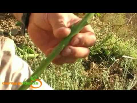 Injerto en naranjos - YouTube