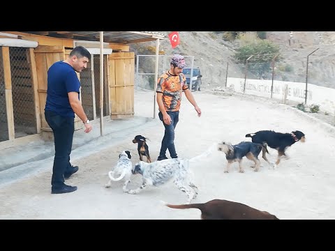 Avcılık Söyleşisi ve Amasyada Köpek Çiftliği