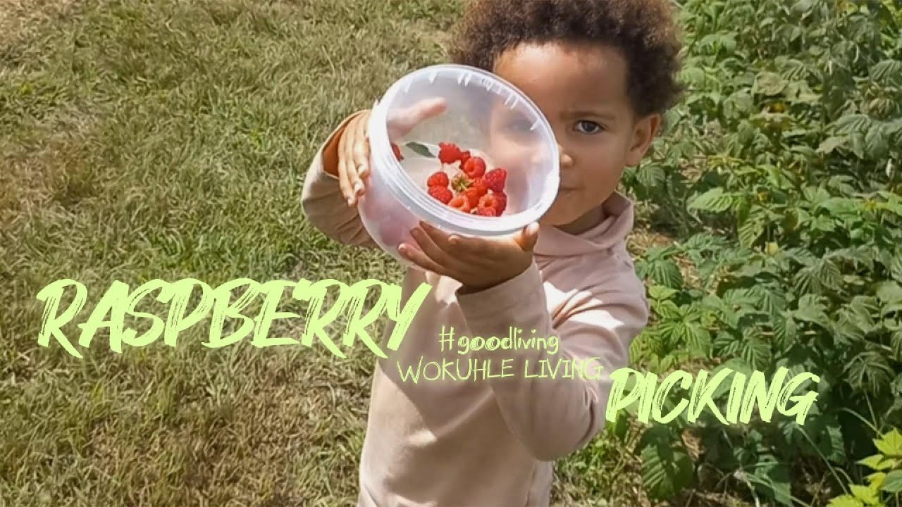 Raspberry Picking at The Field Berry Farm. - YouTube