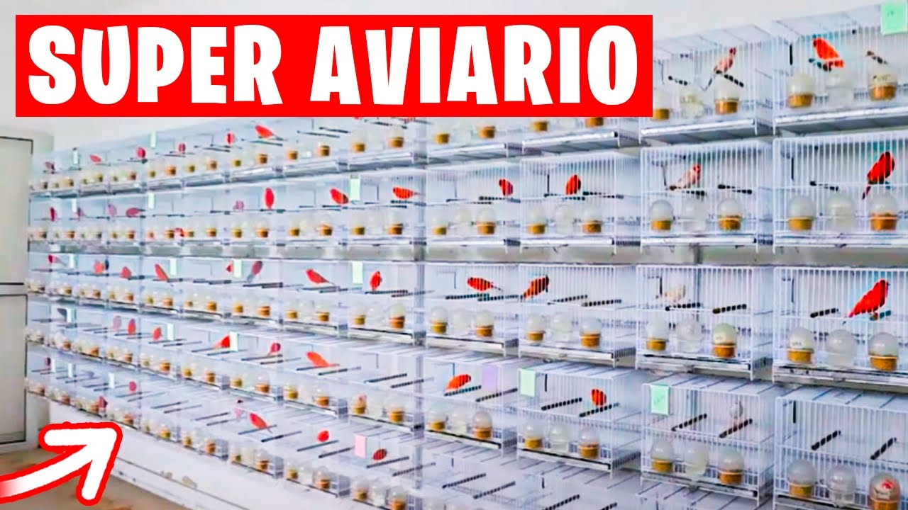EL MEJOR AVIARIO DE CANARIOS DEL MUNDO - YouTube
