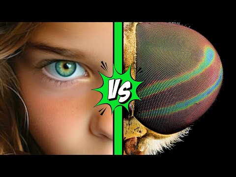 Do Insects See Us In Slow Motion