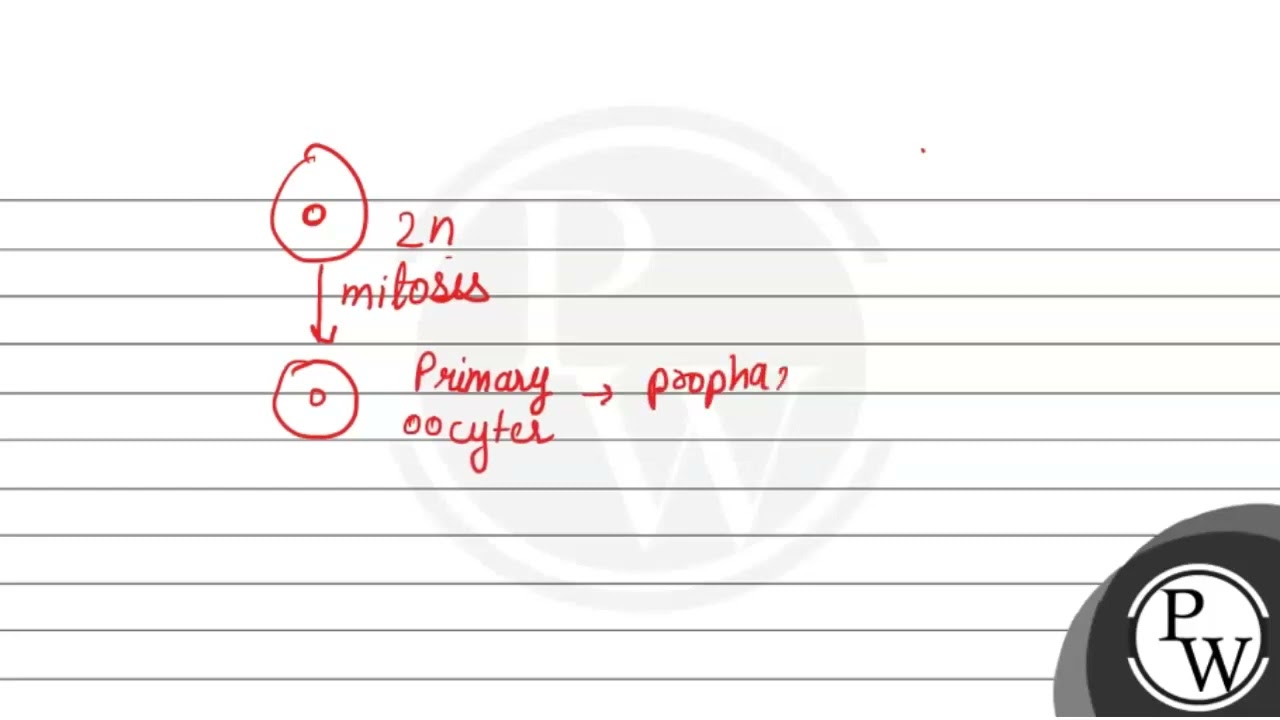 During Oogenesis The First Polar Body Does Not Undergo A Mitosis during-oogenesis-the-first-polar-body-does-not-undergo-a-mitosis