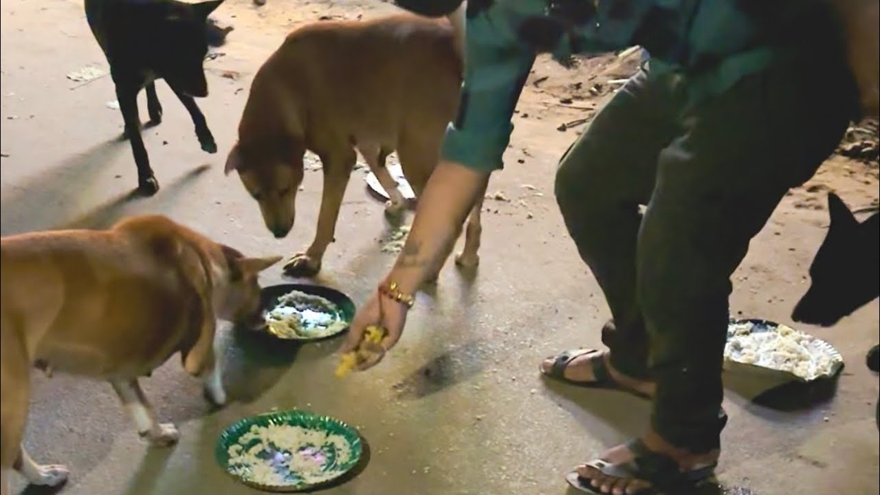 I am giving food to my areas street dogs plzz give same support my ...