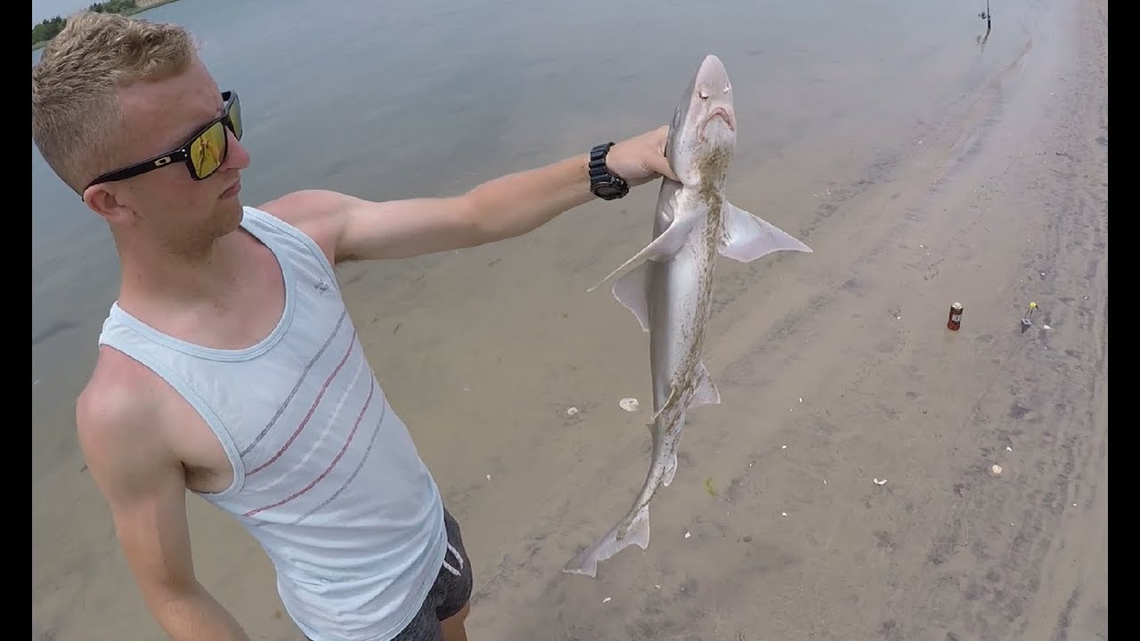 Dogfish Sharks in Corson's Inlet, NJ - YouTube