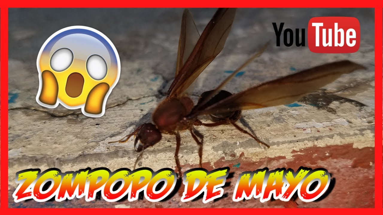 CONOCE los Zompopos De Mayo DE EL SALVADOR - YouTube